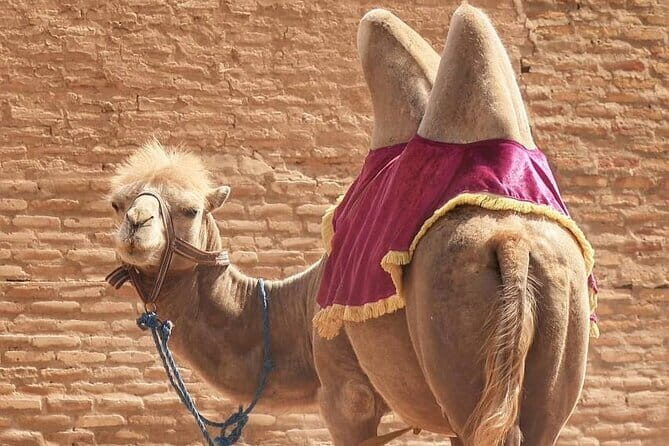 22 Day Tour in Central Asia - Key Points