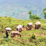 2D1N Trek: Ta Van & Lao Chai Rice Terrace Trails - What Makes This Tour Stand Out?