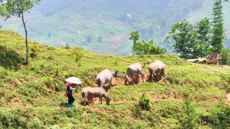 2D1N Trek: Ta Van & Lao Chai Rice Terrace Trails - What Makes This Tour Stand Out?