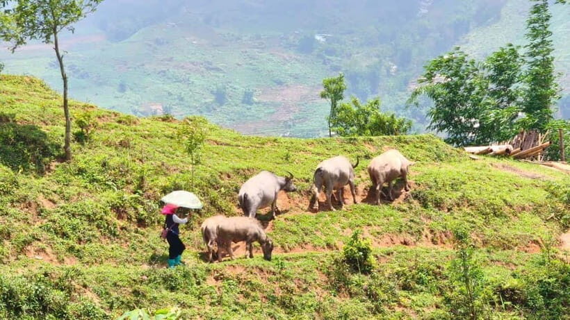 2D1N Trek: Ta Van & Lao Chai Rice Terrace Trails - What Makes This Tour Stand Out?