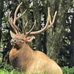 3 - 3.5 HR Smoky Mtn. Cherokee Eco Elk Safari Jeep Adventure - Stop 2: Blue Ridge Parkway