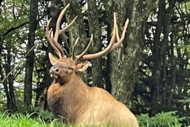 3 - 3.5 HR Smoky Mtn. Cherokee Eco Elk Safari Jeep Adventure - Stop 2: Blue Ridge Parkway
