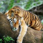 3-Day All Inclusive Chitwan Jungle Safari Tour From Kathmandu - The Value of Guided Tours Like This