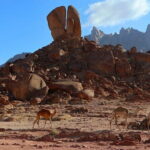 3 Day Archaeological Tour At Jabal Al Lawz - Final Thoughts: Is This Tour Right for You?