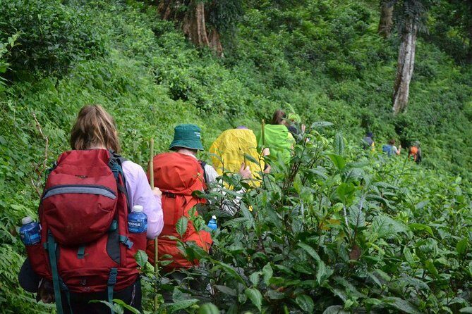 3-Day Chiang Dao Mountain Trek - Introduction to the Chiang Dao Mountain Trek: What’s All the Fuss?