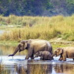 3-Day Chitwan Jungle Safari Adventure From Kathmandu - Day 2: Deep into the Jungle