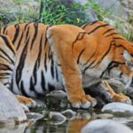 3-Day Chitwan Jungle Safari Adventure From Kathmandu/Pokhara - Day 2: Wildlife and Adventure
