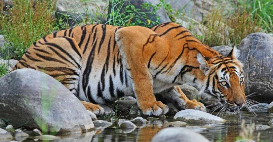 3-Day Chitwan Jungle Safari Adventure From Kathmandu/Pokhara - Day 2: Wildlife and Adventure