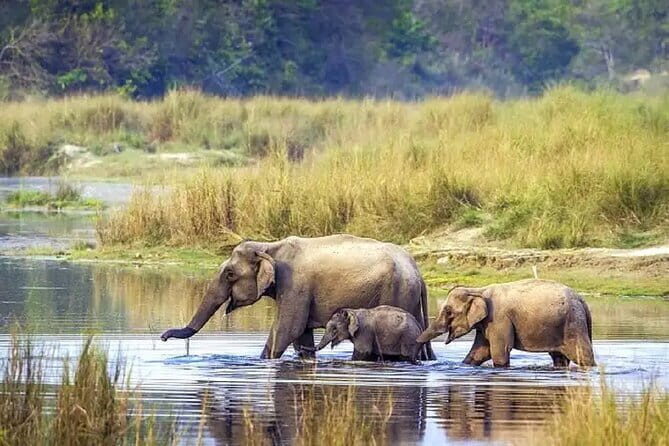 3-Day Chitwan Jungle Safari Adventure From Kathmandu - Day 2: Deep into the Jungle