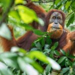 3-Day Ethical Orangutan Jungle Trek | Bukit Lawang, Sumatra - The Campsites and Accommodations