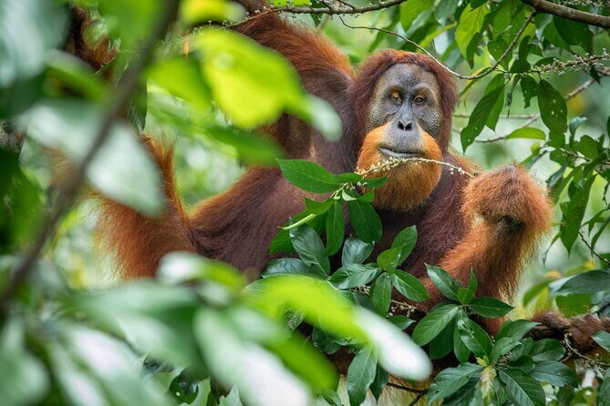 3-Day Ethical Orangutan Jungle Trek | Bukit Lawang, Sumatra - The Campsites and Accommodations