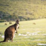 3-Day Kangaroo Island Adventure Tour - Day 2: Exploring Iconic National Parks and Wildlife