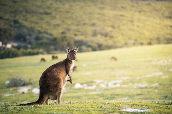 3-Day Kangaroo Island Adventure Tour - Day 2: Exploring Iconic National Parks and Wildlife