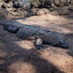 3-Day Komodo National Park Tour: Komodo Island and Rinca Island Trek - Logistics and Practicalities