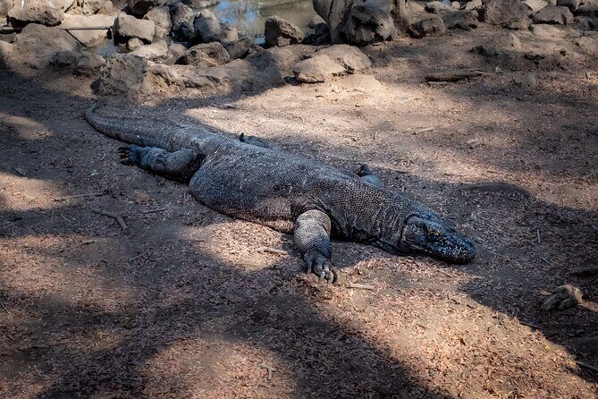 3-Day Komodo National Park Tour: Komodo Island and Rinca Island Trek - Logistics and Practicalities