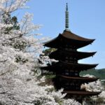 3 Day One-way Tour to Osaka From Fukuoka via SANYO with Bus - Who This Tour Is Perfect For