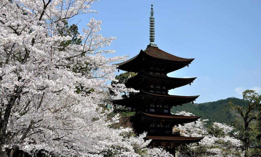 3 Day One-way Tour to Osaka From Fukuoka via SANYO with Bus - Who This Tour Is Perfect For