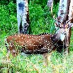 3-Day Wayanad Tour from Bangalore - What It Means for You