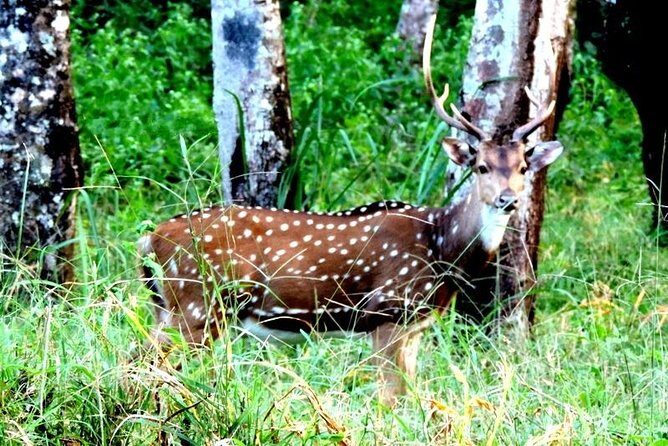 3-Day Wayanad Tour from Bangalore - What It Means for You