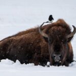 3 Day Wildlife Photography Tour in Yellowstone National Park - What’s Included and What’s Not