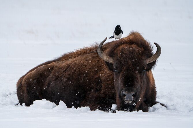 3 Day Wildlife Photography Tour in Yellowstone National Park - What’s Included and What’s Not