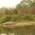 3 Days Chitwan Safari - The Itinerary Breakdown