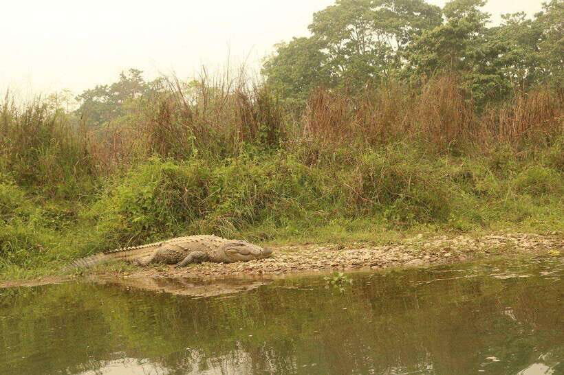 3 Days Chitwan Safari - The Itinerary Breakdown