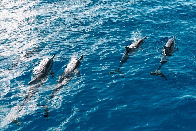 3 Hour Big Island Dolphin Watch Boat Tour, Snorkeling & BBQ Lunch - Value and Booking Insights