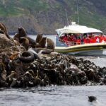 3-Hour Bruny Island Cruise from Adventure Bay, Bruny Island - An In-Depth Look at the Bruny Island Cruise Experience