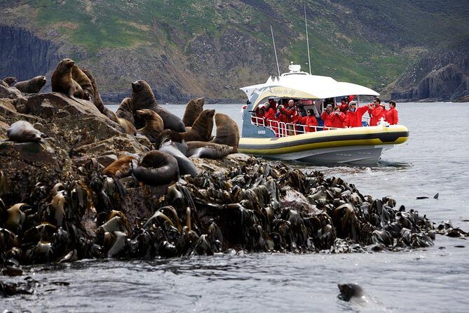 3-Hour Bruny Island Cruise from Adventure Bay, Bruny Island - An In-Depth Look at the Bruny Island Cruise Experience
