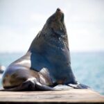 3-Hour Dolphin and Seal Sightseeing Cruise, operated with swim tour passengers - The Authenticity and Feedback from Travelers