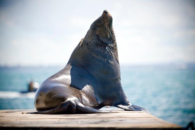 3-Hour Dolphin and Seal Sightseeing Cruise, operated with swim tour passengers - The Authenticity and Feedback from Travelers