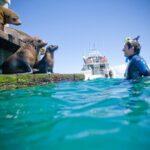 3 hour Dolphin and Seal Swim (NOV-APR) - Balancing Pros and Cons
