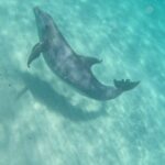 3 Hour Dolphin Tour and Snorkeling in Shell Island - In-Depth Tour Breakdown