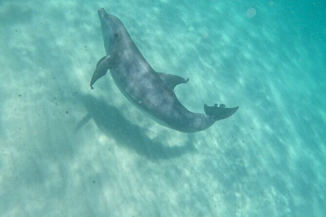 3 Hour Dolphin Tour and Snorkeling in Shell Island - In-Depth Tour Breakdown
