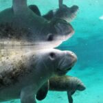 3 Hour Guided Manatee Snorkel - Why You Should Consider This Tour