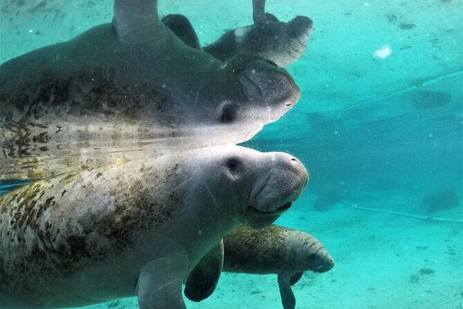3 Hour Guided Manatee Snorkel - Why You Should Consider This Tour