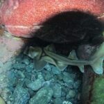 3-Hour Kayak and Snorkeling Experience in Batemans Bay - The Experience: Authentic, Fun, and Eco-Conscious