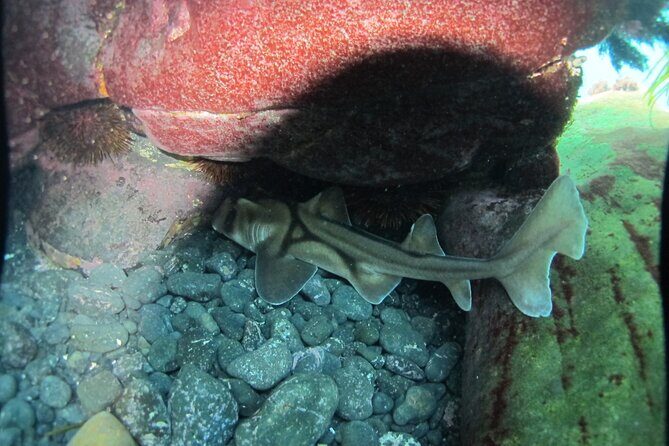 3-Hour Kayak and Snorkeling Experience in Batemans Bay - The Experience: Authentic, Fun, and Eco-Conscious