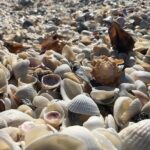 3 Hour Keewaydin Island Shelling Adventure - FAQs