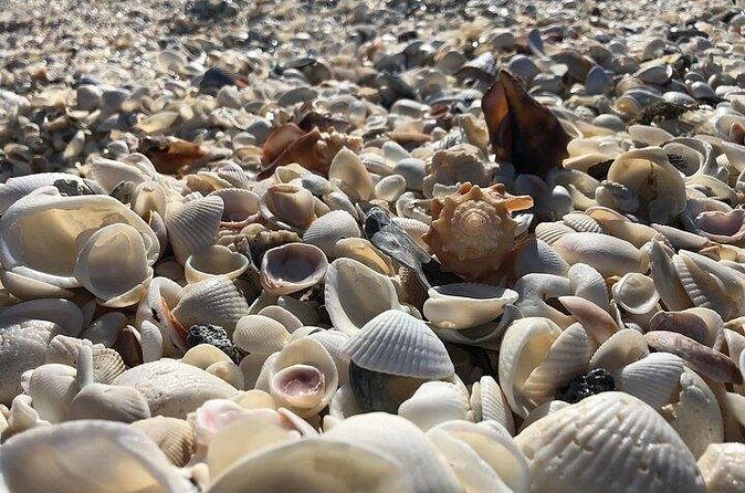 3 Hour Keewaydin Island Shelling Adventure - FAQs