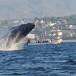 3-Hours Dolphin and Turtle Watching in Puerto Escondido - Detailed Dive into the Itinerary