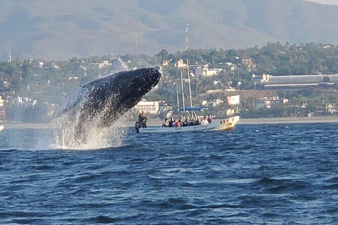 3-Hours Dolphin and Turtle Watching in Puerto Escondido - Detailed Dive into the Itinerary