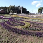 3 Hours Historical Tour of Princess Saio on an Electric Cart - Practicalities and Value