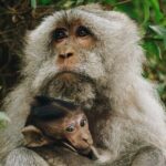 3 Hours Lagoon Tour to Monkey Island - Breaking Down the Itinerary