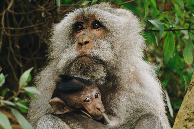 3 Hours Lagoon Tour to Monkey Island - Breaking Down the Itinerary