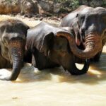 3-in-1: Doi Inthanon Tour, Elephant Sanctuary, and Trekking Trail - Transportation and Group Dynamics