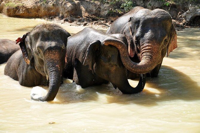 3-in-1: Doi Inthanon Tour, Elephant Sanctuary, and Trekking Trail - Transportation and Group Dynamics