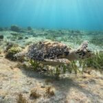 3 in 1 Jungle Tour Adventure Cancun - FAQ