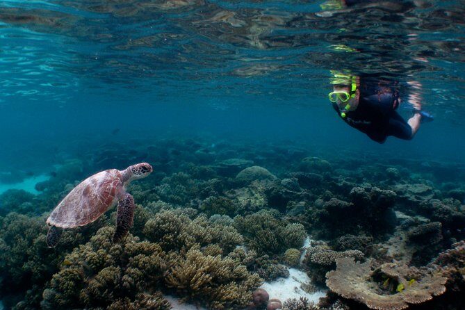 3 Night Ningaloo Reef Snorkel and Dive Getaway from Coral Bay - Key Points